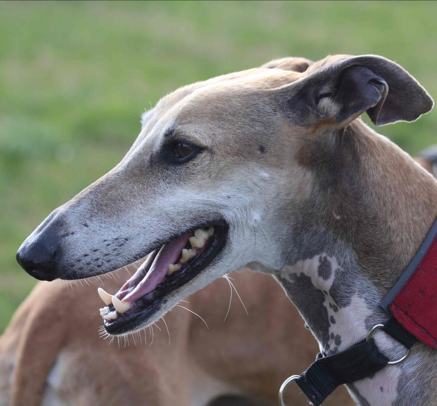 Rander | Tierschutz Spanien e.V.