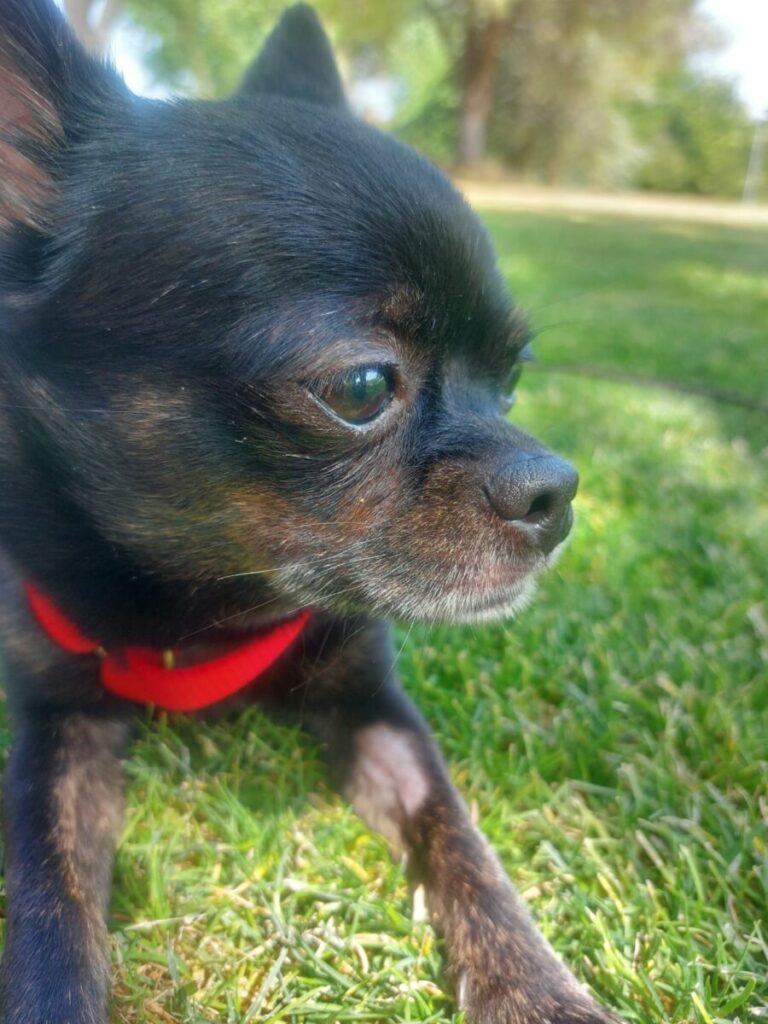 Chuche | Tierschutz Spanien e.V.