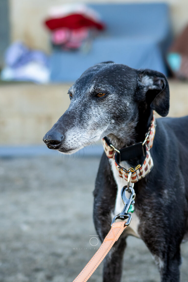 Taria | Tierschutz Spanien e.V.